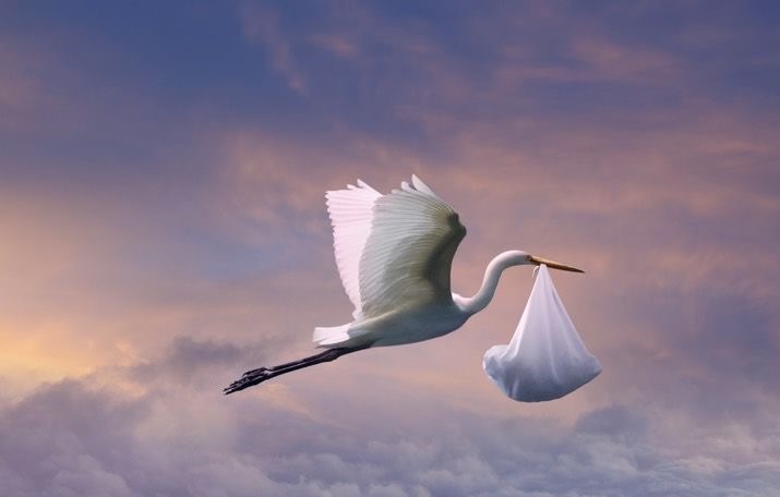 Stork Theory strikes again – Trincomalee walks